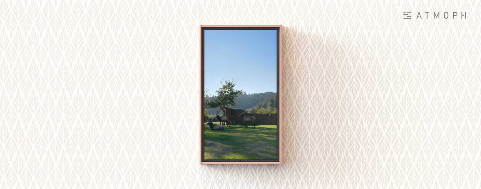 Elk in Orick 1, California | Atmoph Window