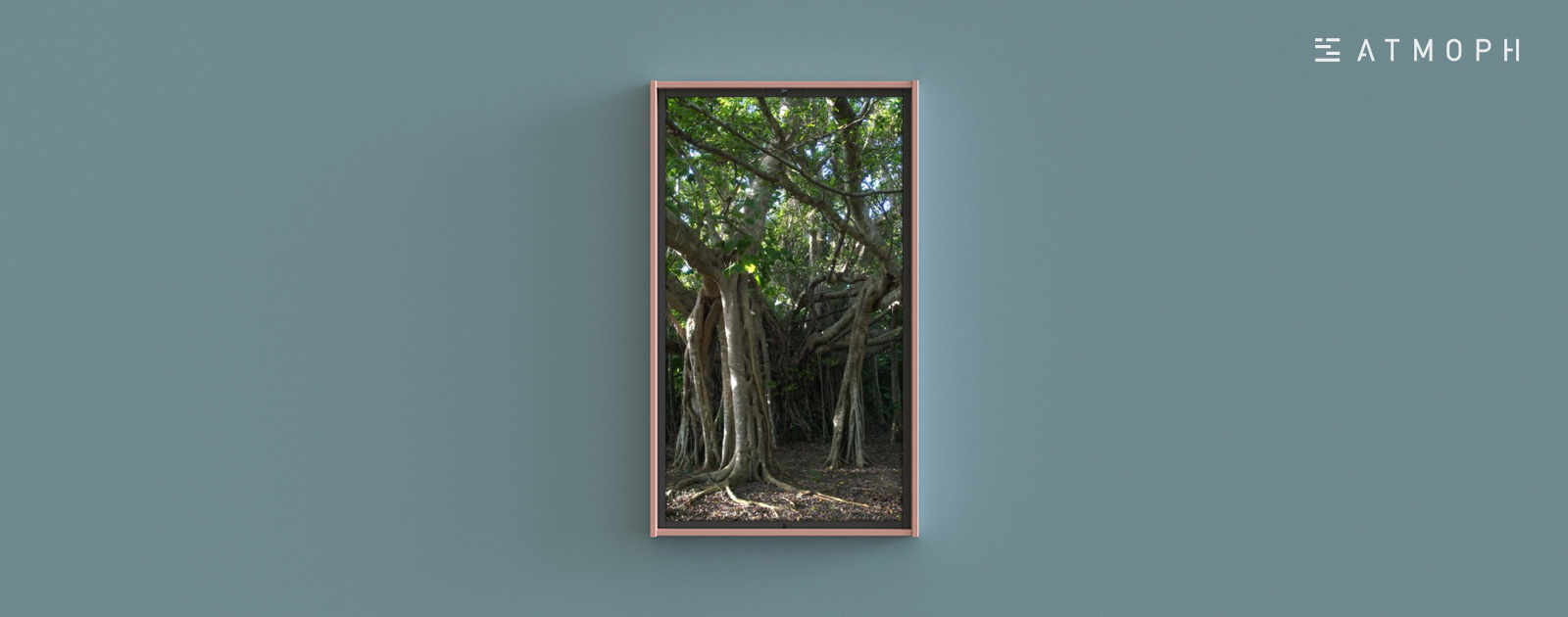 Gajumaru Tree, Ishigaki Island, Okinawa | Atmoph Window